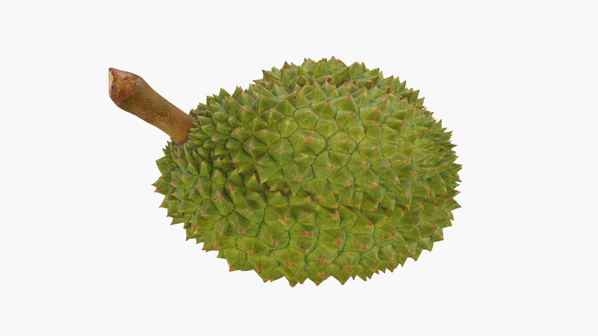 Durian 3D Model - TurboSquid 2070863