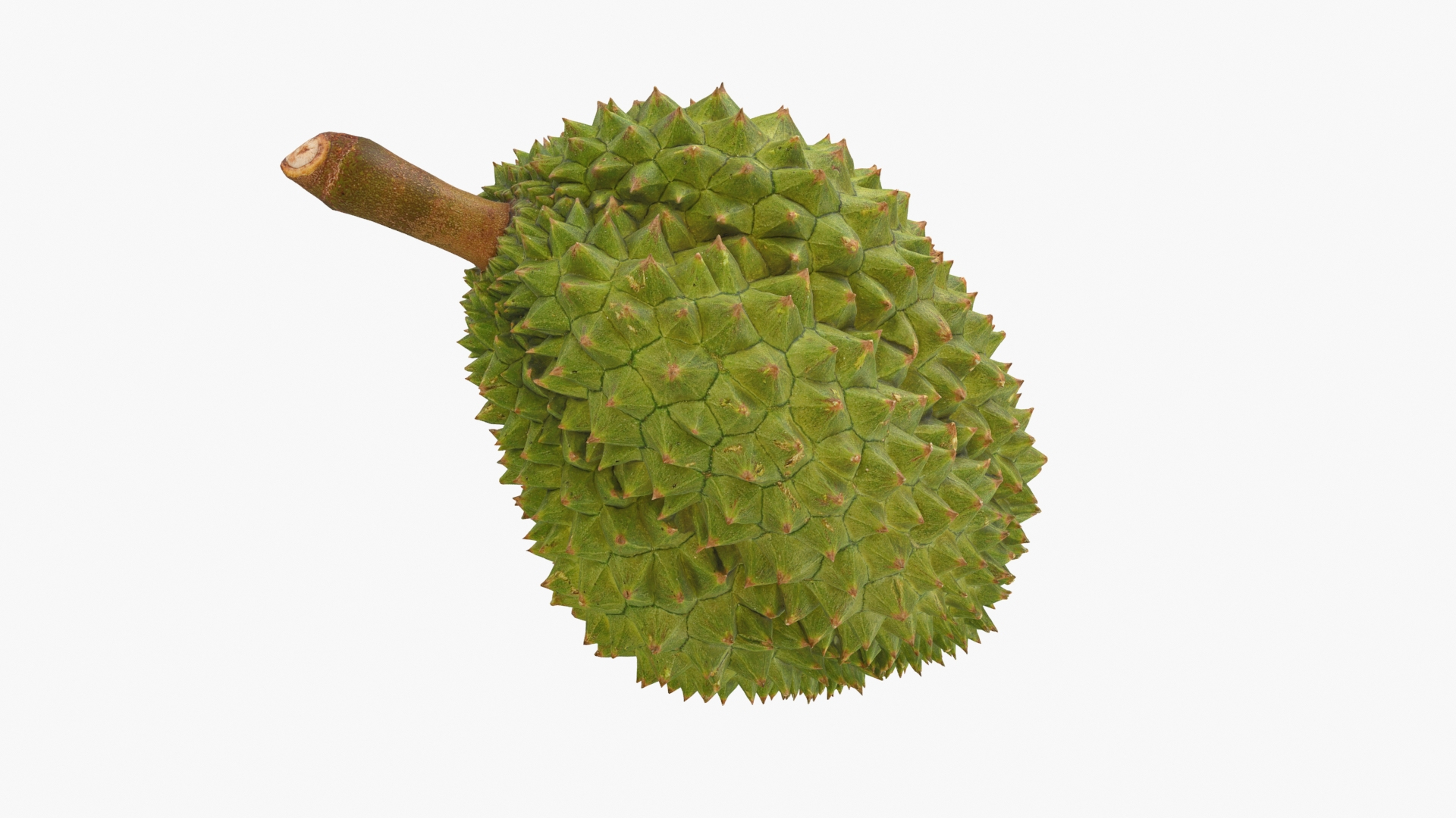 Durian 3D Model - TurboSquid 2070863