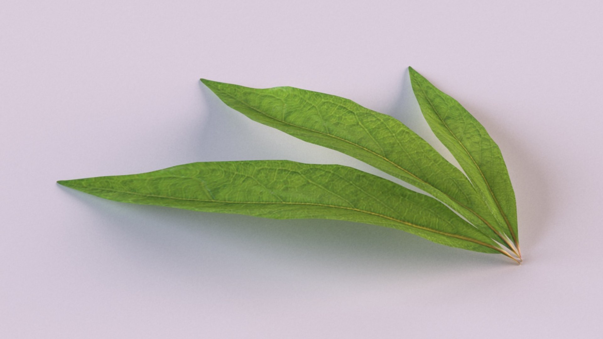 Tea leaves 3D model - TurboSquid 1623997