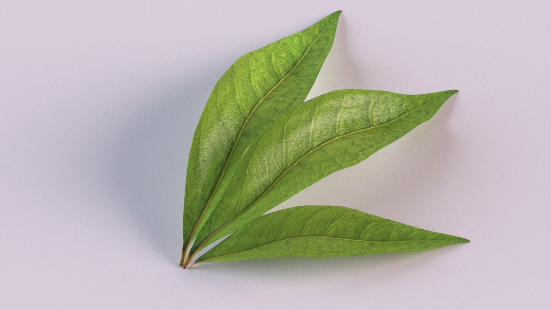 Tea leaves 3D model - TurboSquid 1623997