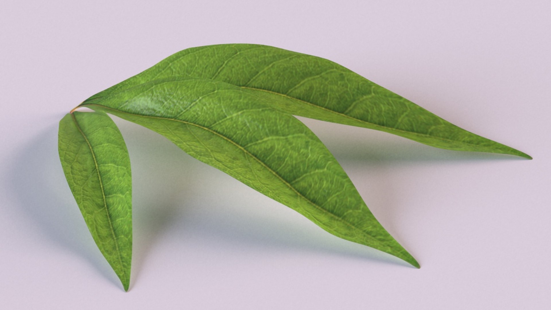 Tea leaves 3D model - TurboSquid 1623997