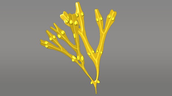 3D Algae Models | TurboSquid