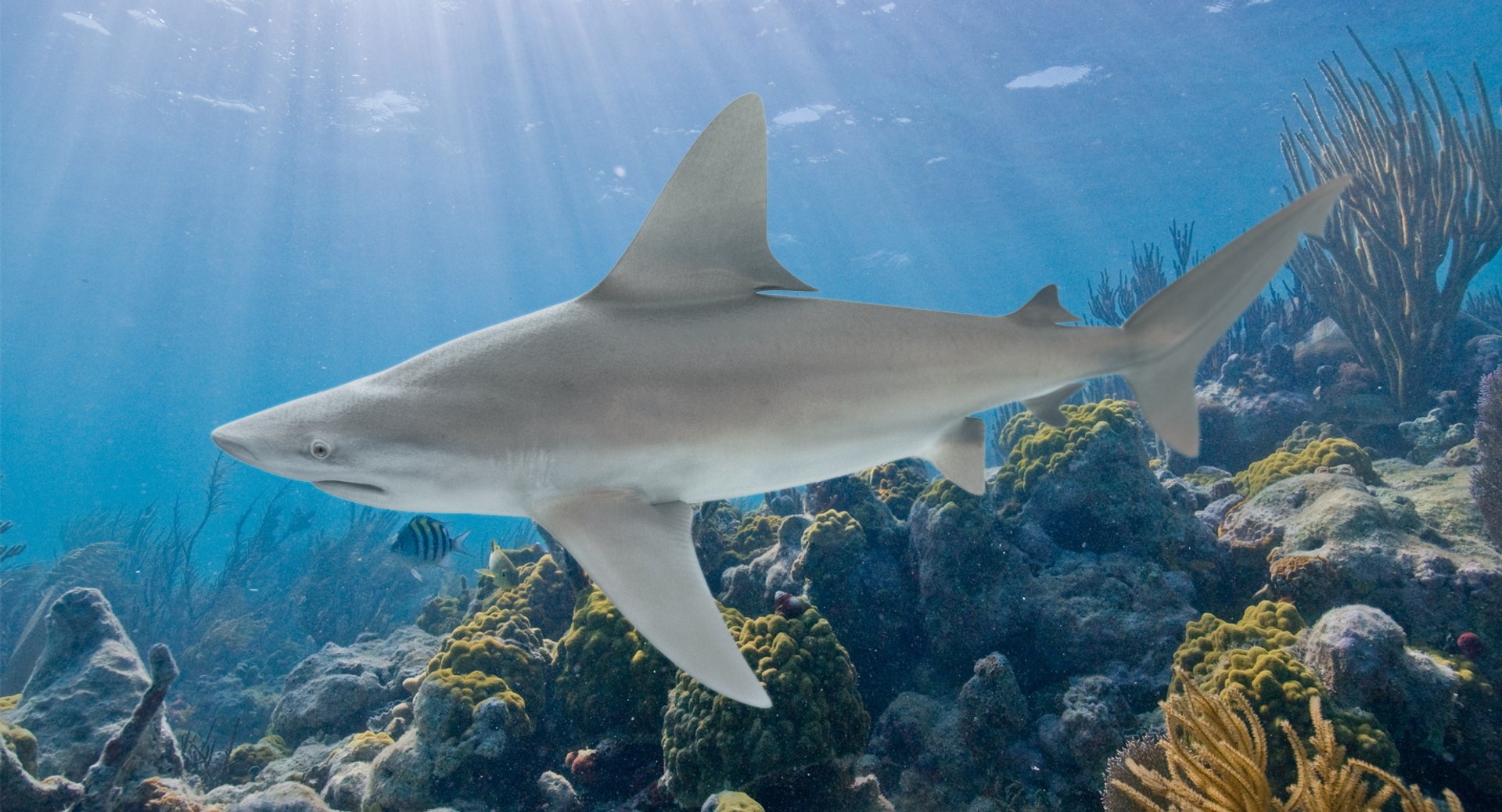 3D Sandbar Shark - TurboSquid 1330276