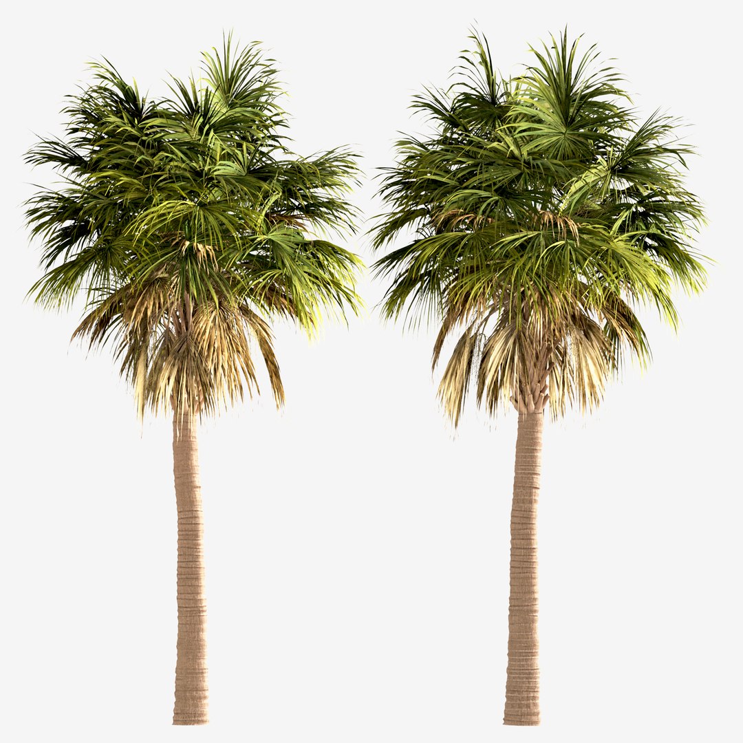 3D Set Of Sabal Palm Or Cabbage Palm Tree - 3 Trees - TurboSquid 1997007