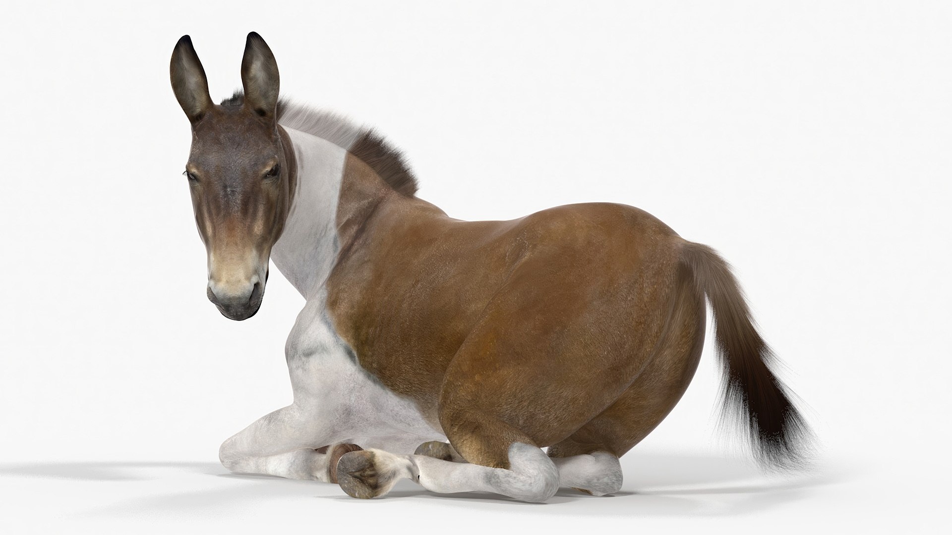 Lying Mule Fur 3D Model - TurboSquid 2281798