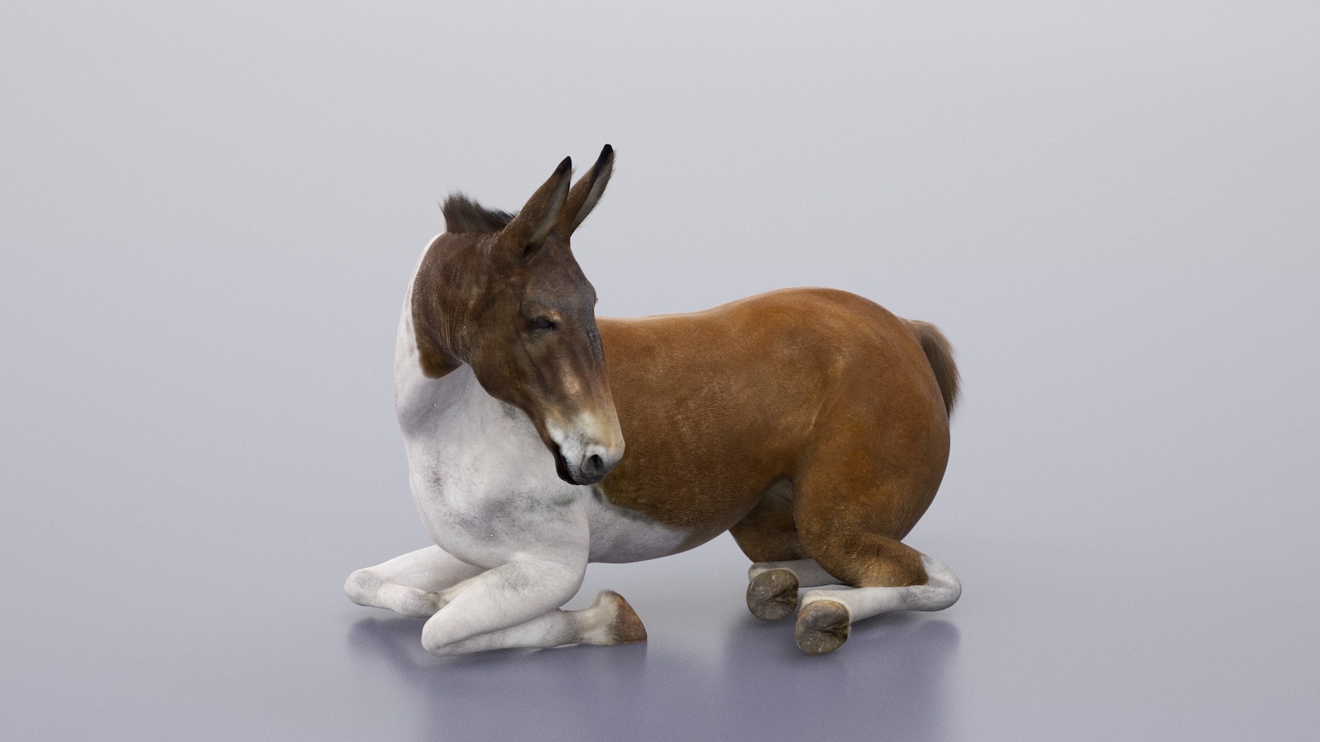 Lying Mule Fur 3D Model - TurboSquid 2281798
