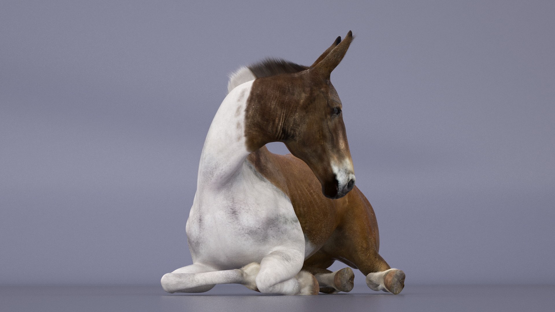 Lying Mule Fur 3D Model - TurboSquid 2281798