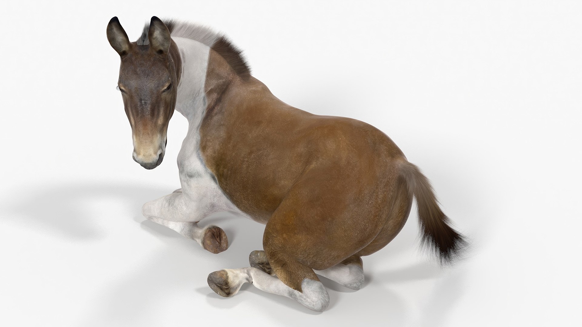 Lying Mule Fur 3D Model - TurboSquid 2281798