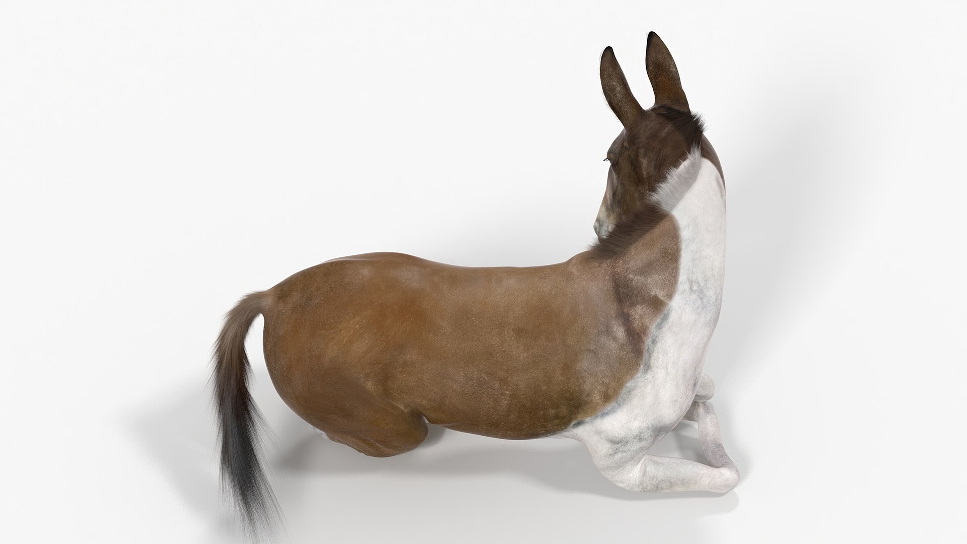 Lying Mule Fur 3D Model - TurboSquid 2281798