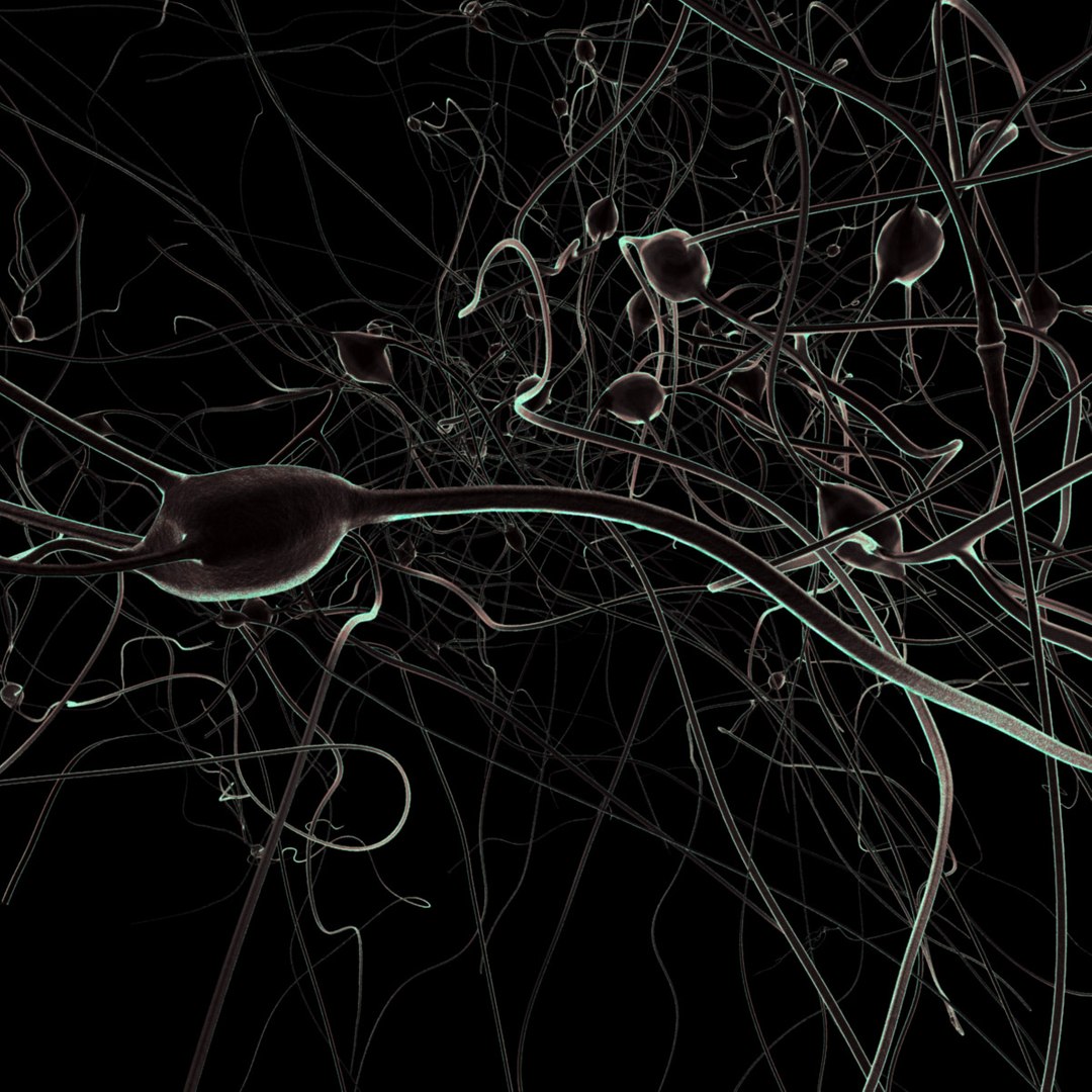 3d Neuron Nerve Synapses