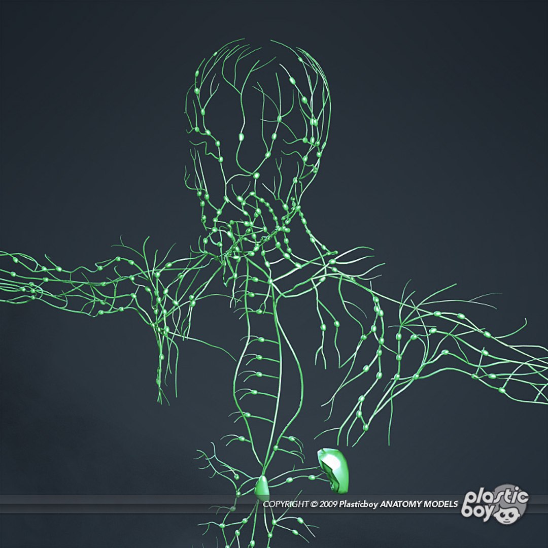 3ds Max Human Lymphatic Lymph
