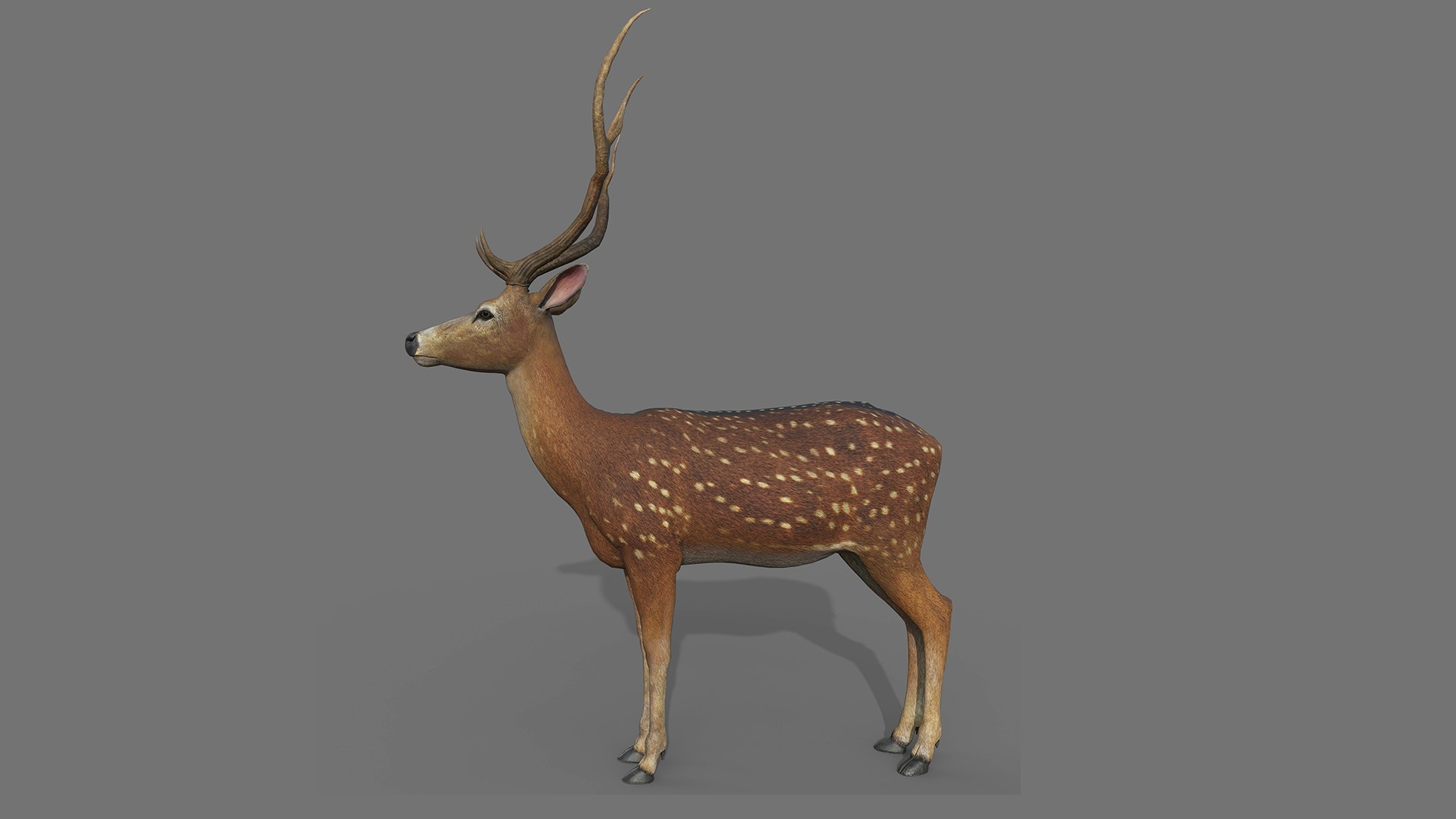 Realistic Deer With Rigged 3D - TurboSquid 1721970