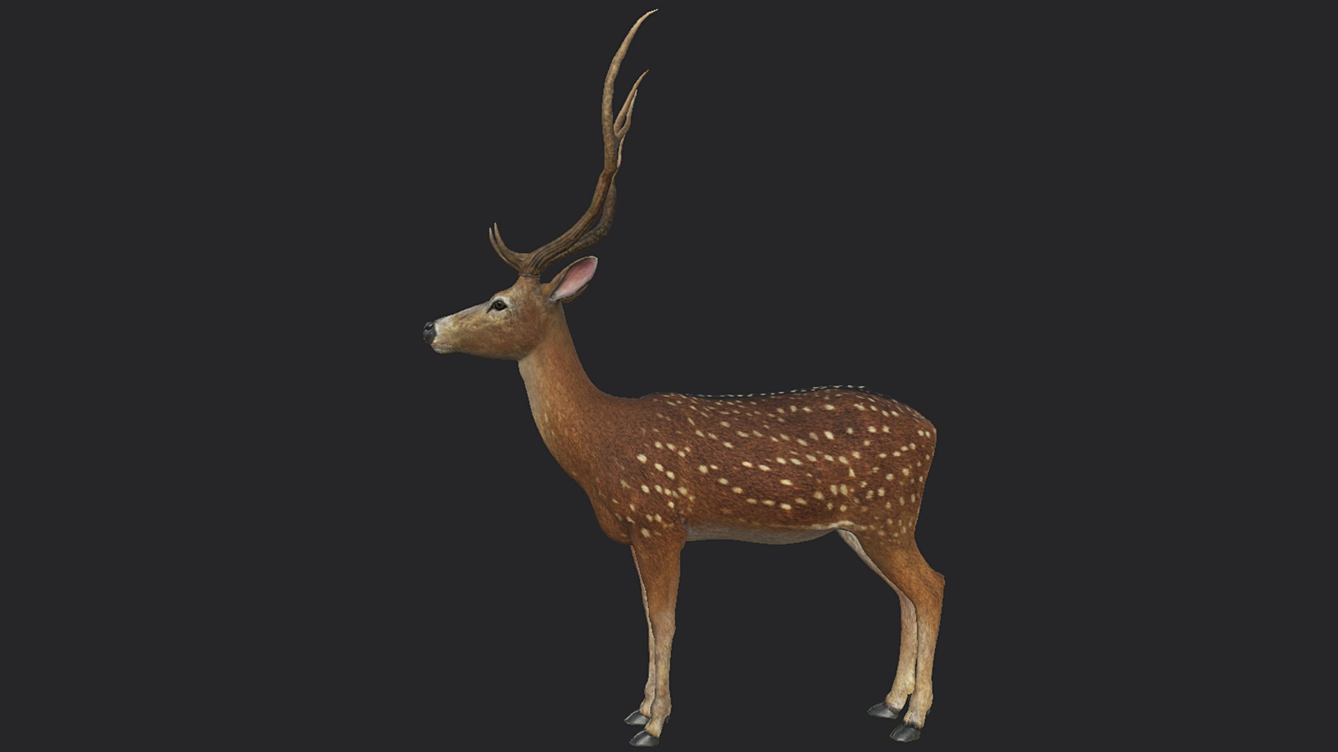 Realistic Deer With Rigged 3D - TurboSquid 1721970