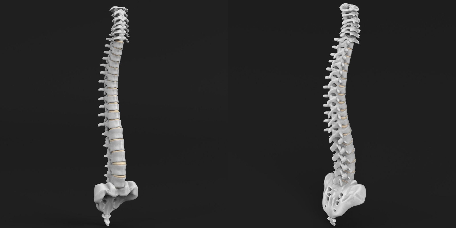 3D Human Spine 2 - TurboSquid 1170523
