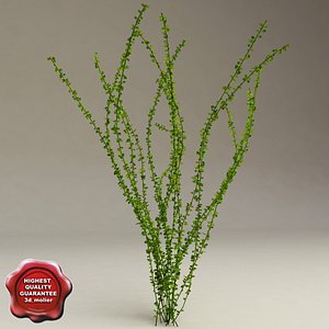 Download Free & Premium Aquarium Plant 3D Models | TurboSquid