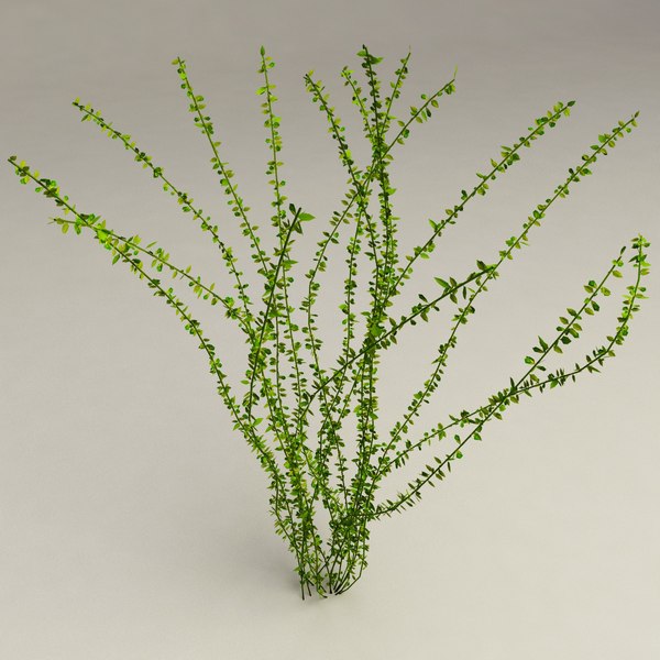 aquarium plant hydrophila bush 3d model