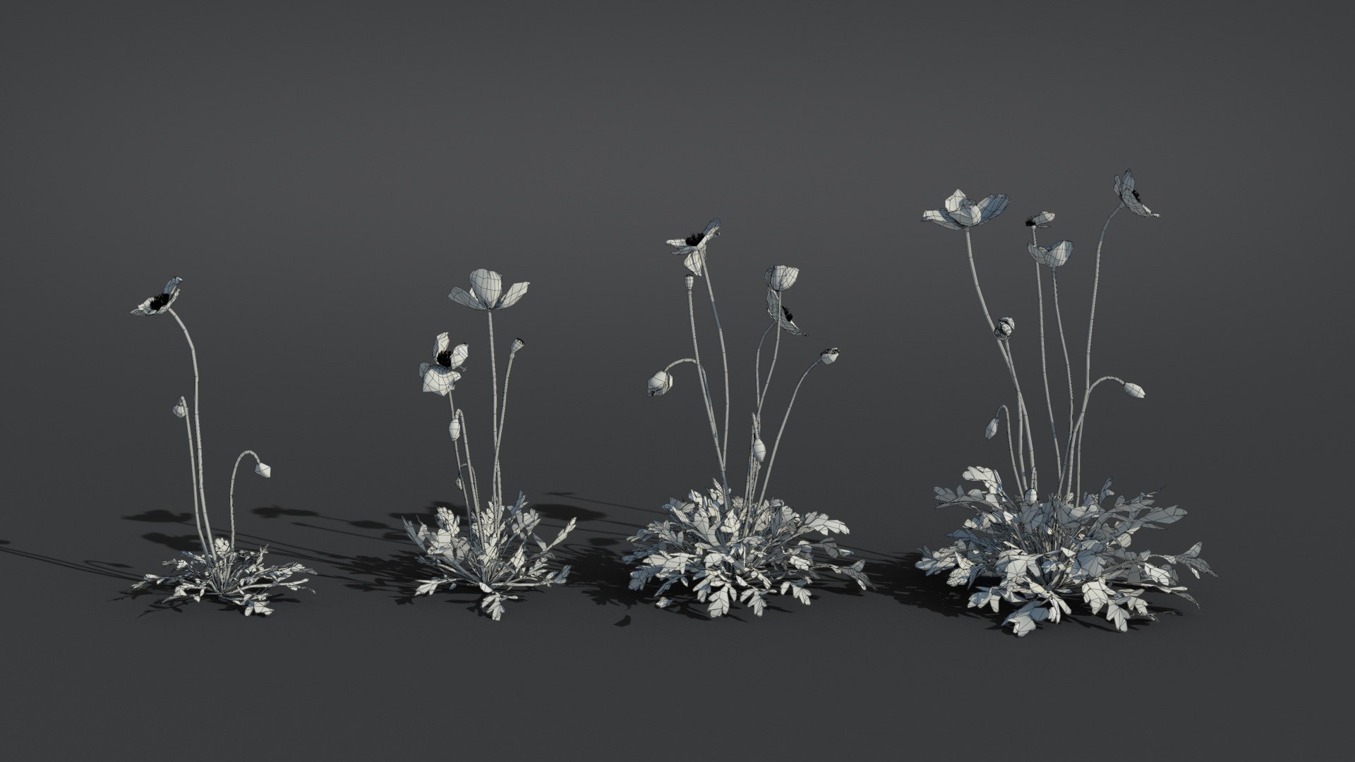 Iceland Poppy 3D Model - TurboSquid 1909046