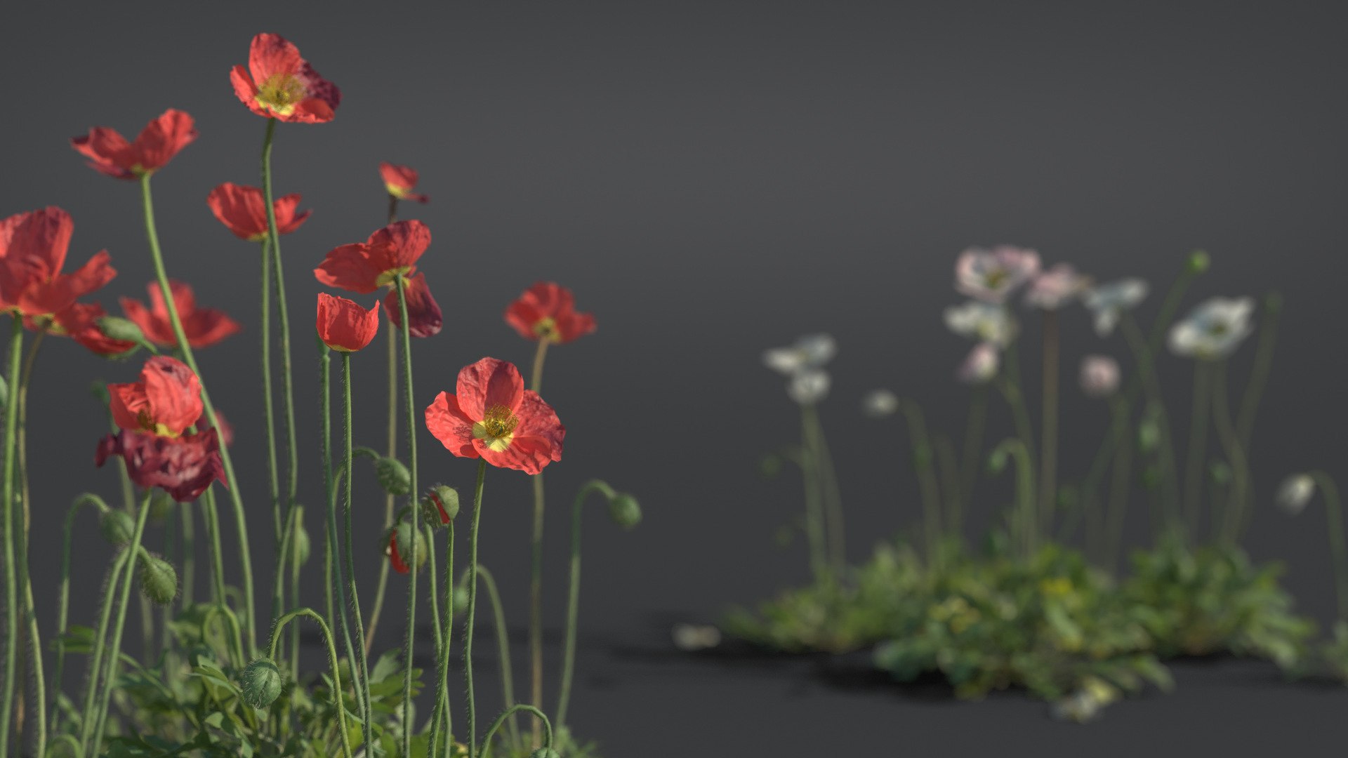 Iceland Poppy 3D Model - TurboSquid 1909046