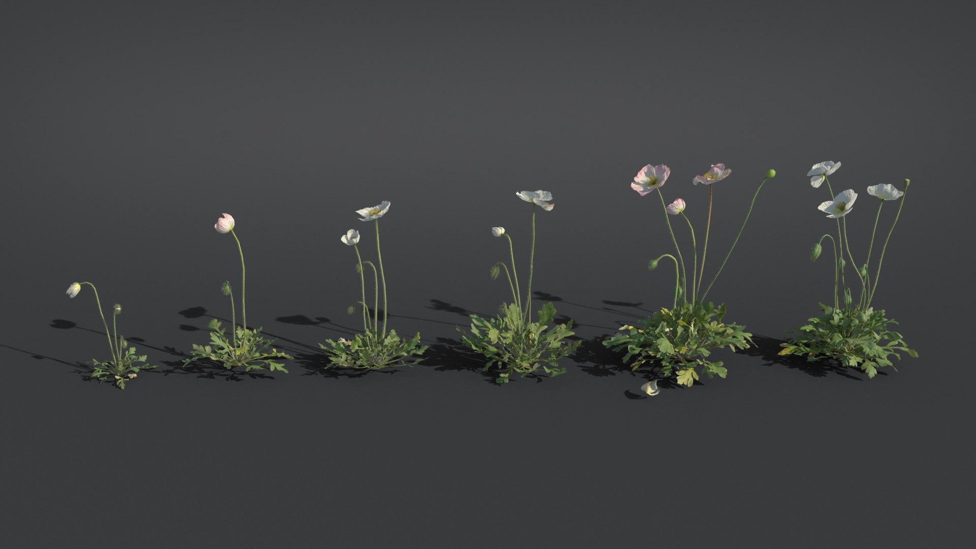 Iceland Poppy 3D Model - TurboSquid 1909046
