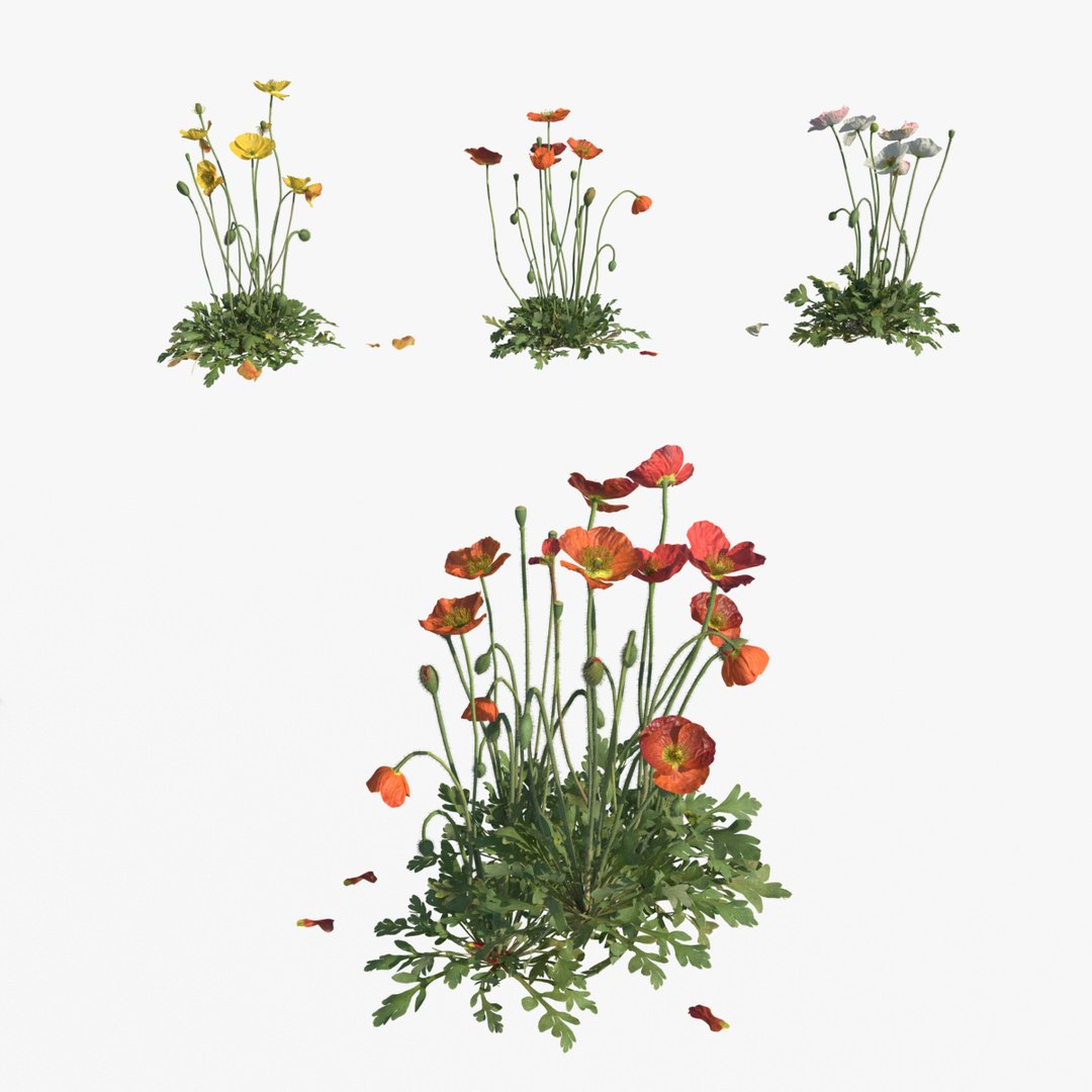 Iceland Poppy 3D model - TurboSquid 1909046