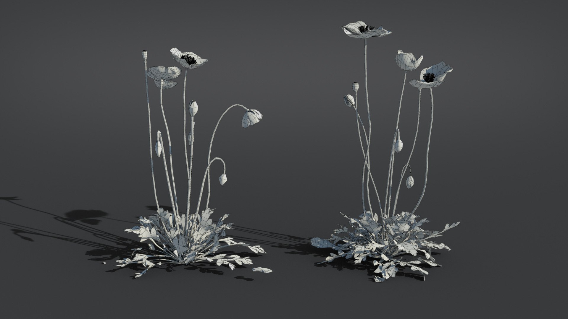 Iceland Poppy 3D Model - TurboSquid 1909046