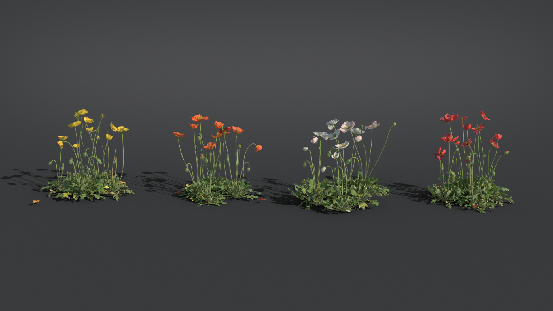 Iceland Poppy 3D Model - TurboSquid 1909046
