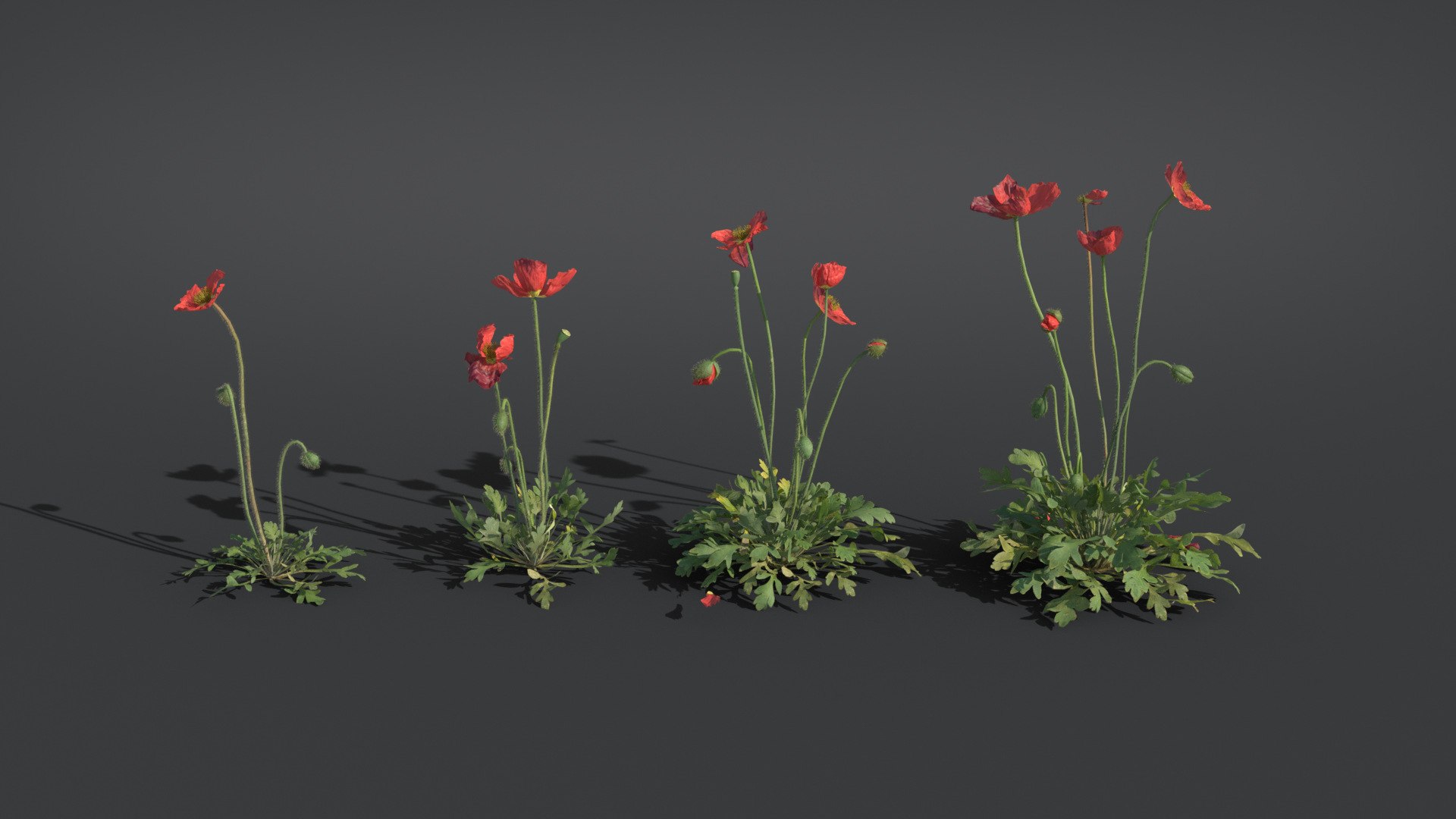 Iceland Poppy 3D Model - TurboSquid 1909046