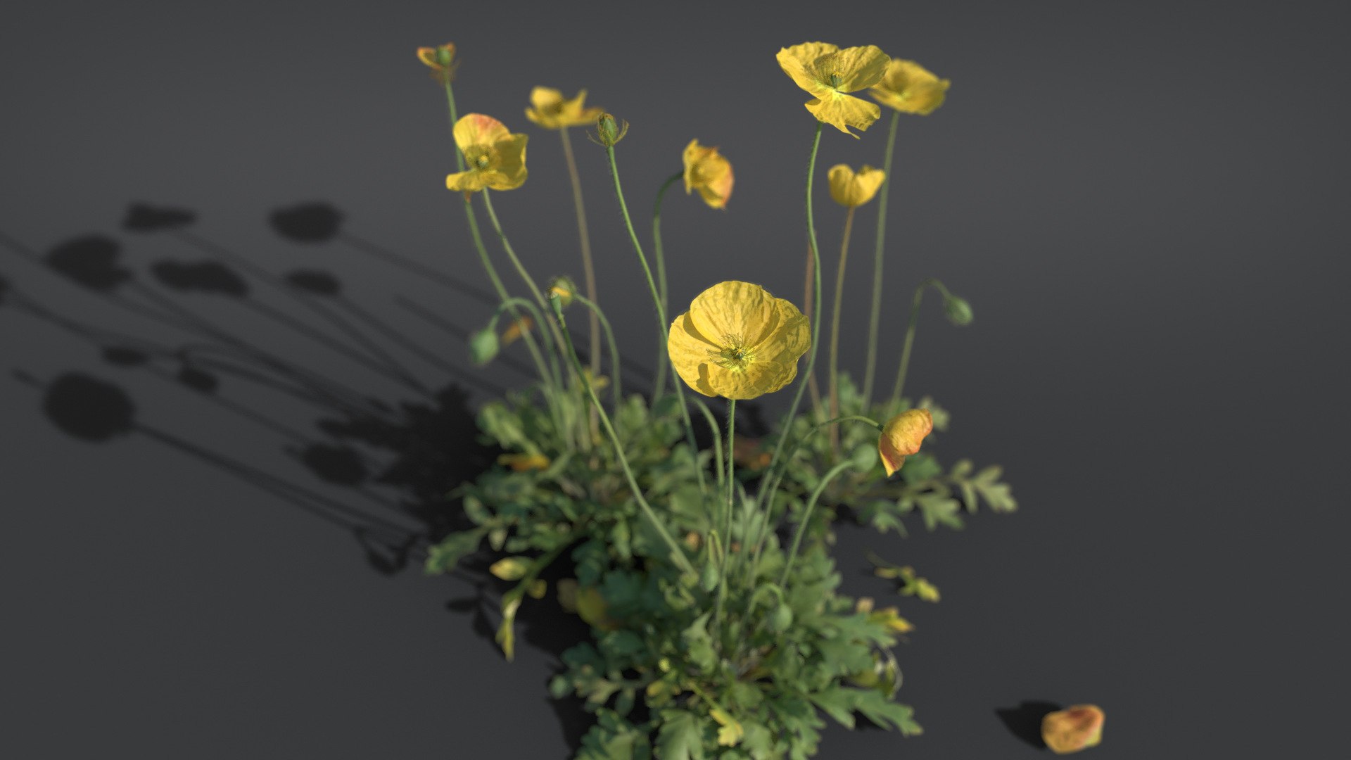 Iceland Poppy 3D Model - TurboSquid 1909046
