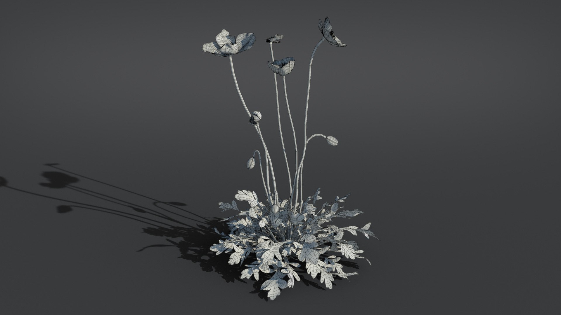 Iceland Poppy 3D Model - TurboSquid 1909046