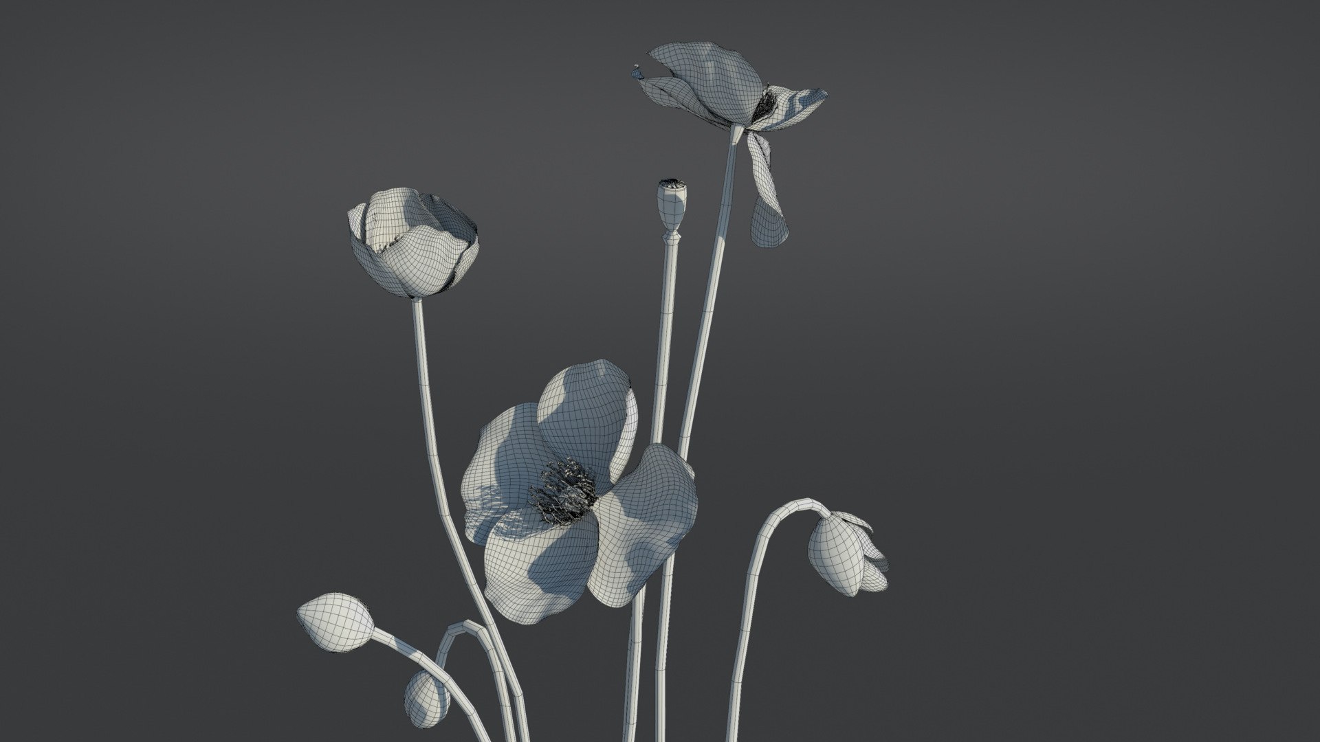 Iceland Poppy 3D Model - TurboSquid 1909046