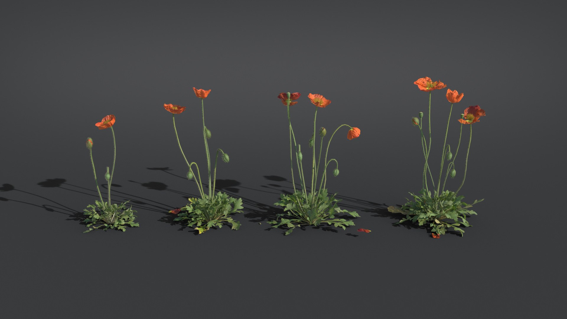 Iceland Poppy 3D Model - TurboSquid 1909046