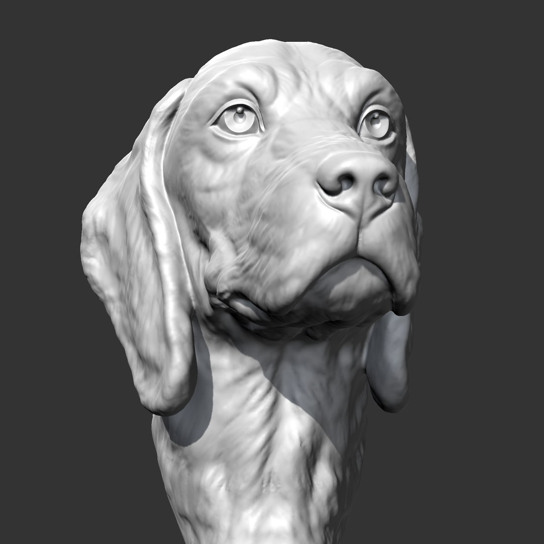 3D Beagle Head V2 AM04 Print - TurboSquid 2133620