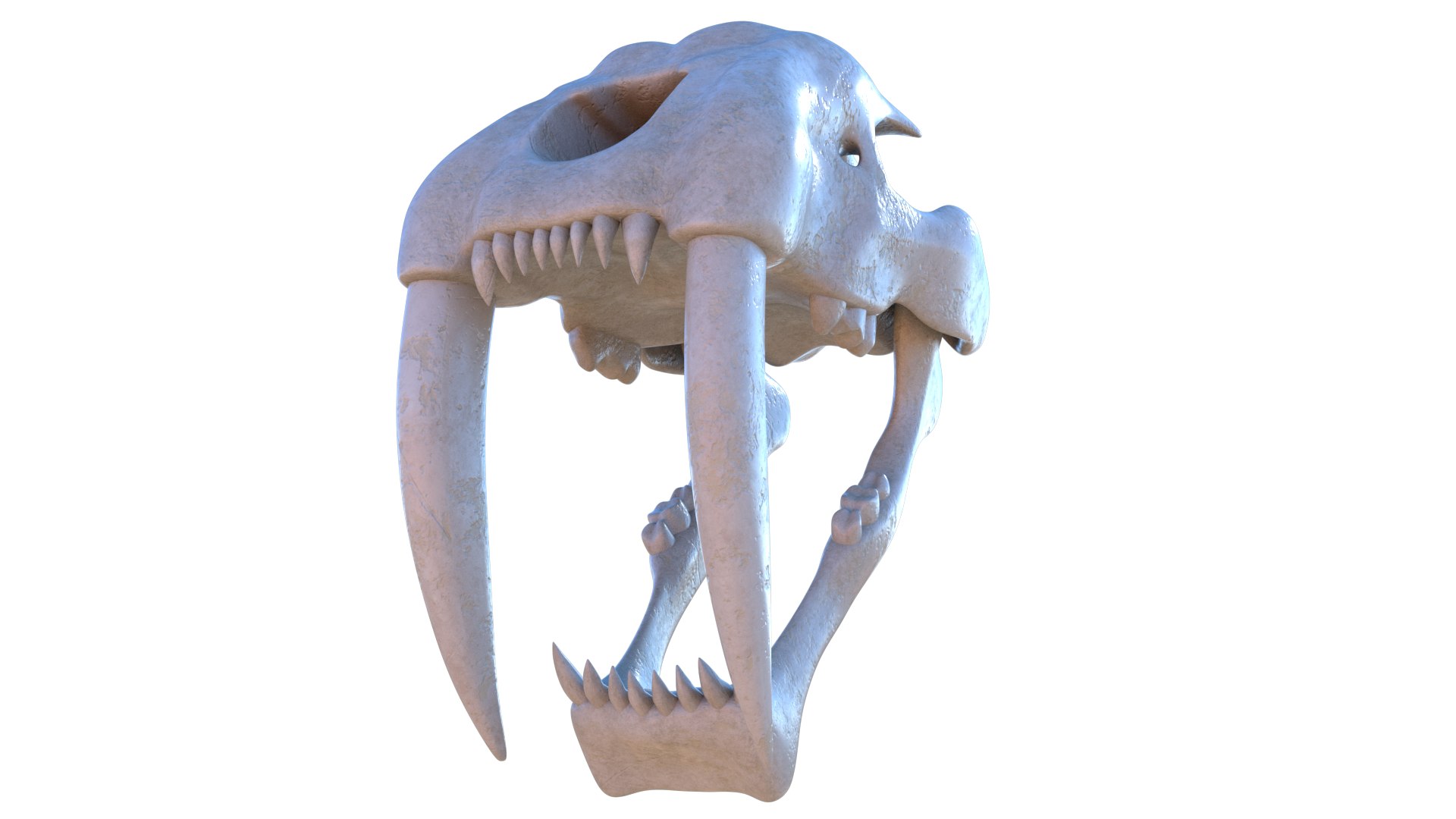 3D Model Saber Tooth Tiger Skull - TurboSquid 1850290
