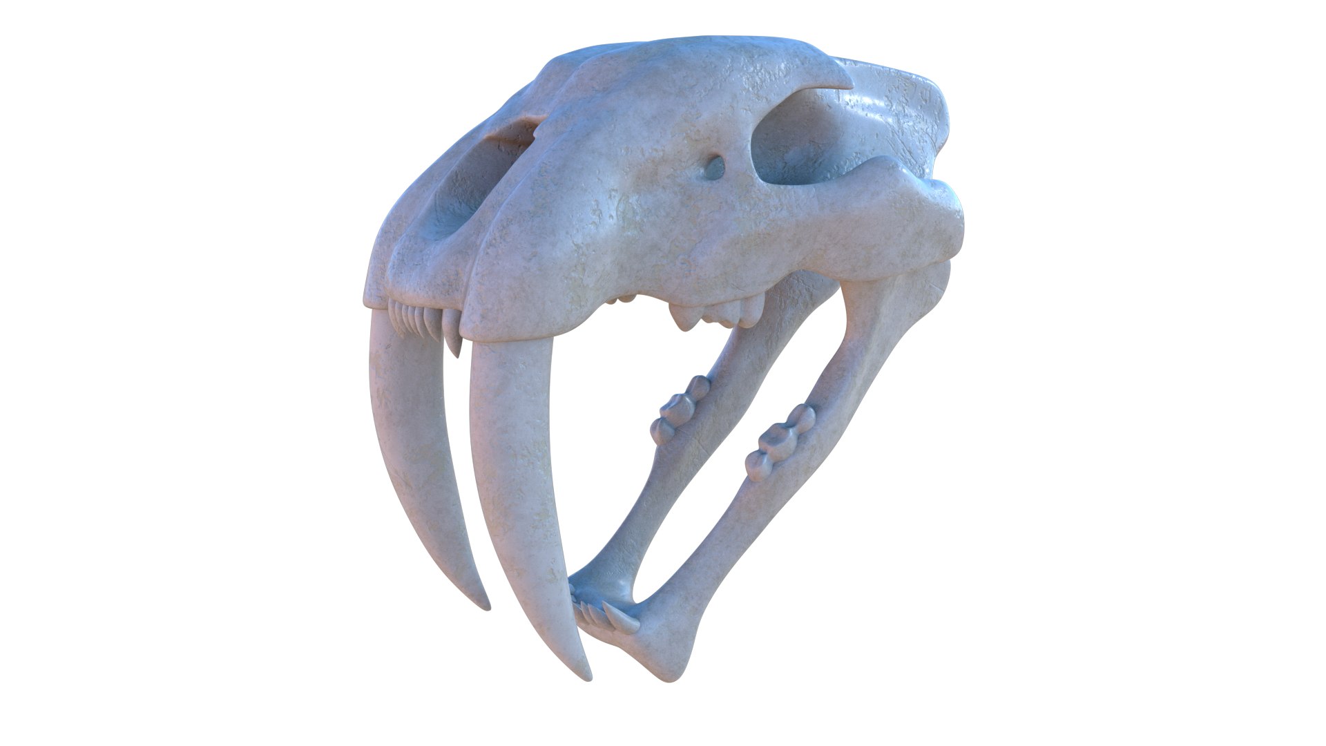 3D Model Saber Tooth Tiger Skull - TurboSquid 1850290