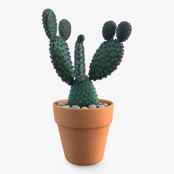 cactus plant 2 max