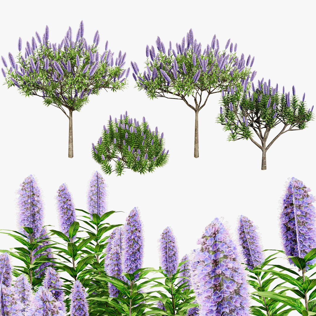 3D Realistic Pride Of Madeira Plant Model - TurboSquid 2260286