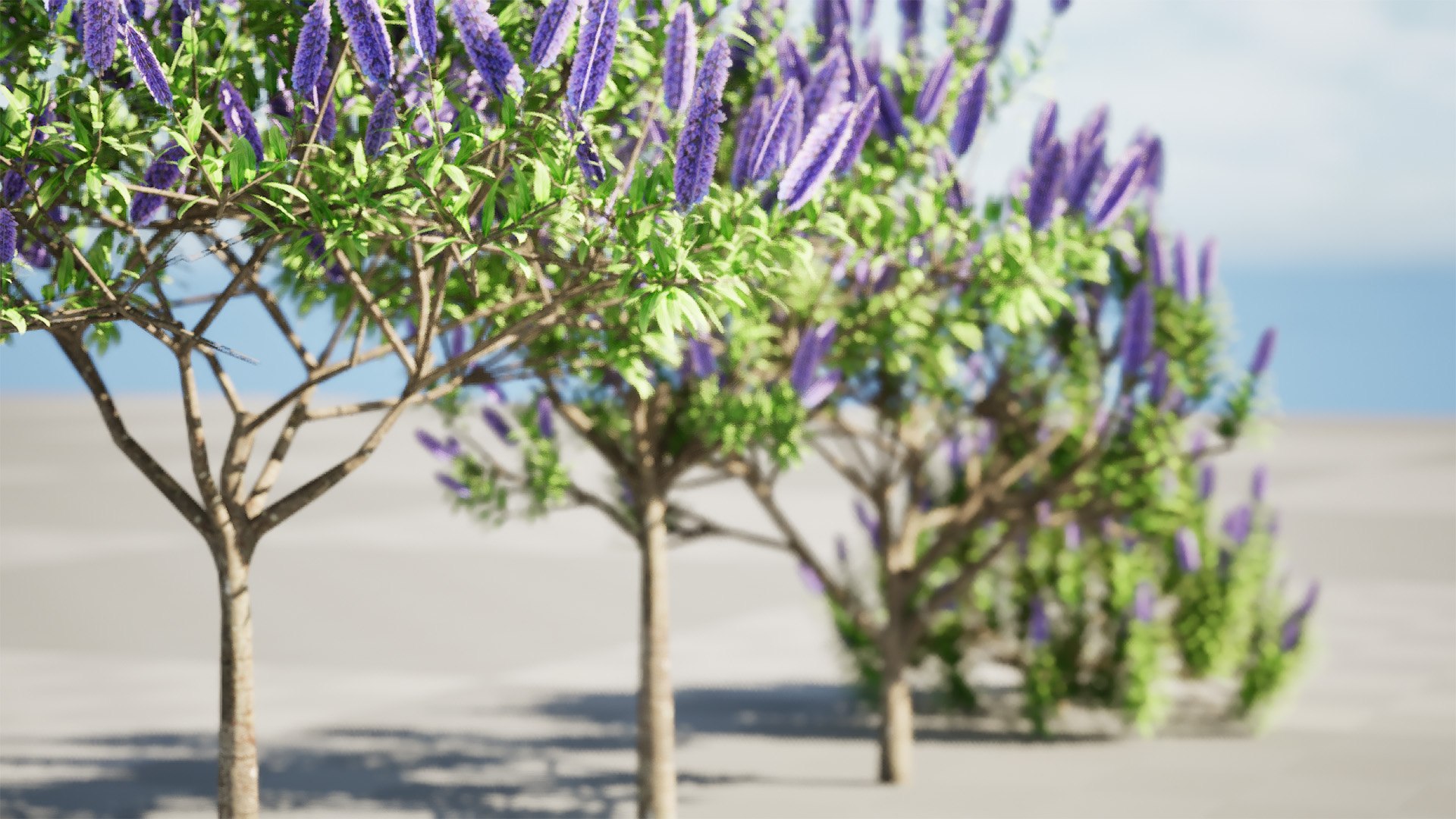 3D Realistic Pride Of Madeira Plant Model - TurboSquid 2260286