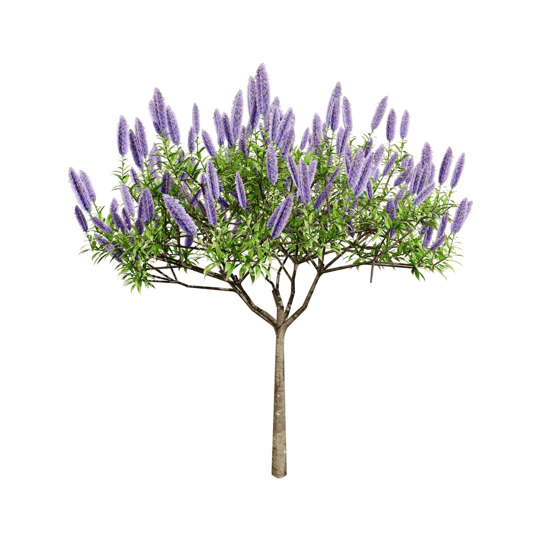 3D Realistic Pride Of Madeira Plant Model - TurboSquid 2260286
