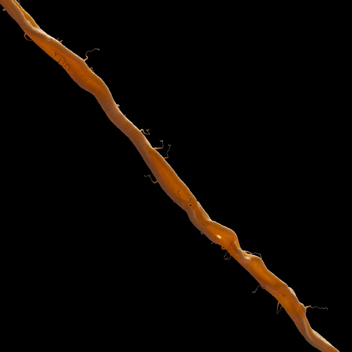 Axon dendrite 3D model - TurboSquid 1329917