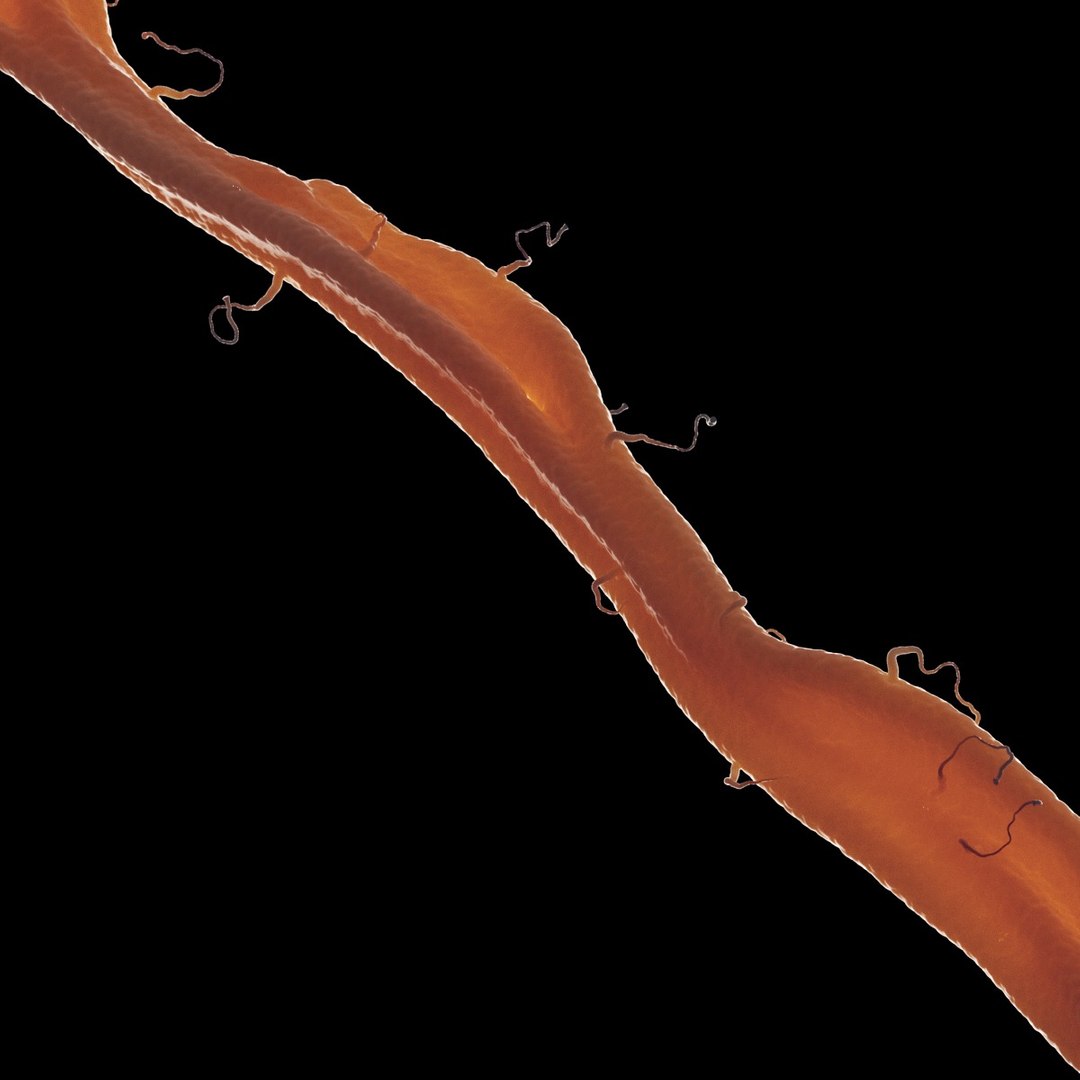 Axon Dendrite 3D Model - TurboSquid 1329917