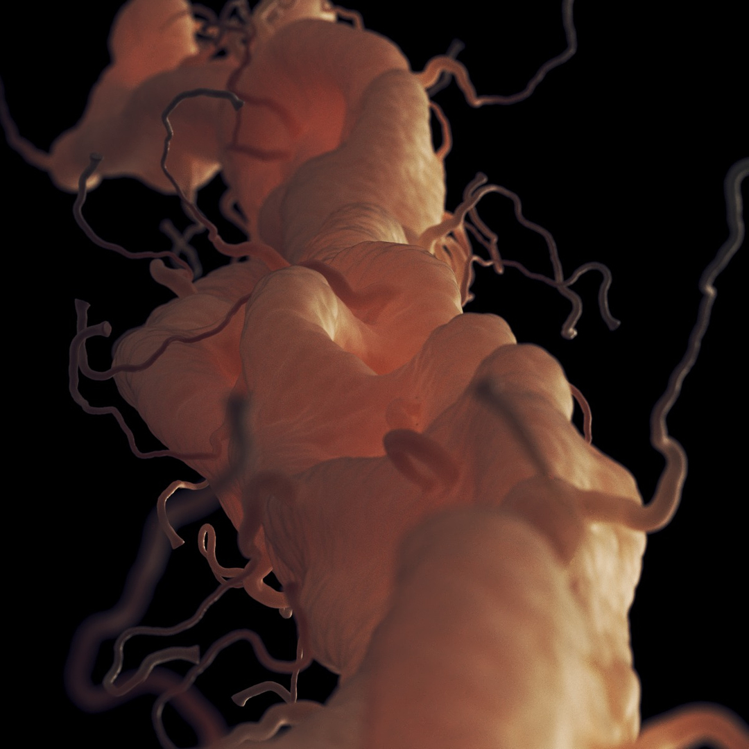 Axon dendrite 3D model - TurboSquid 1329917