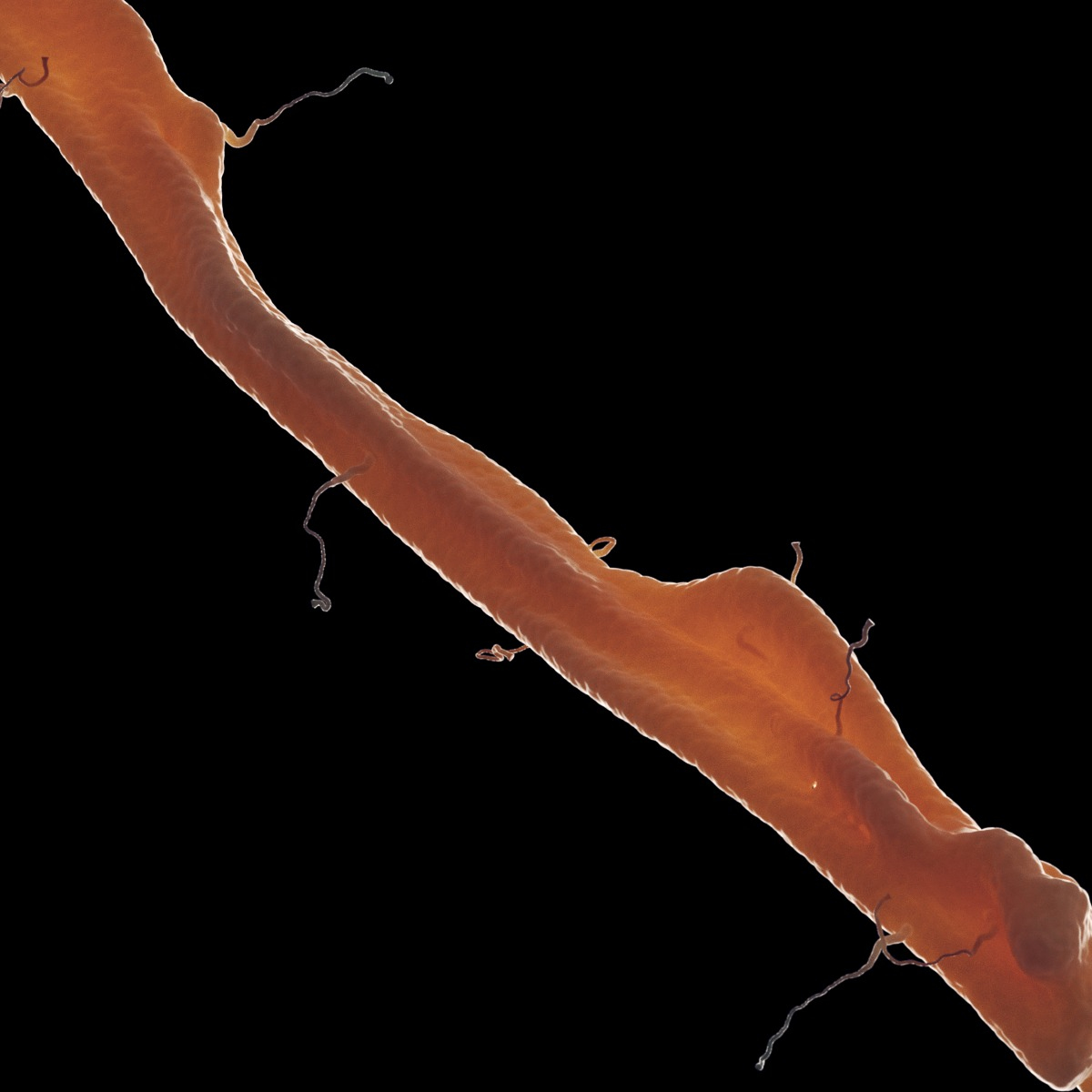 Axon dendrite 3D model - TurboSquid 1329917