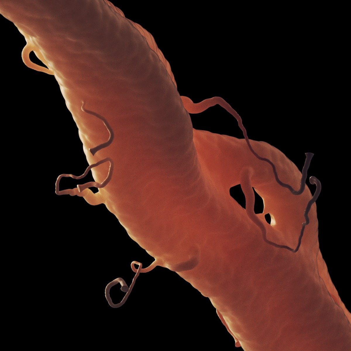 Axon dendrite 3D model - TurboSquid 1329917