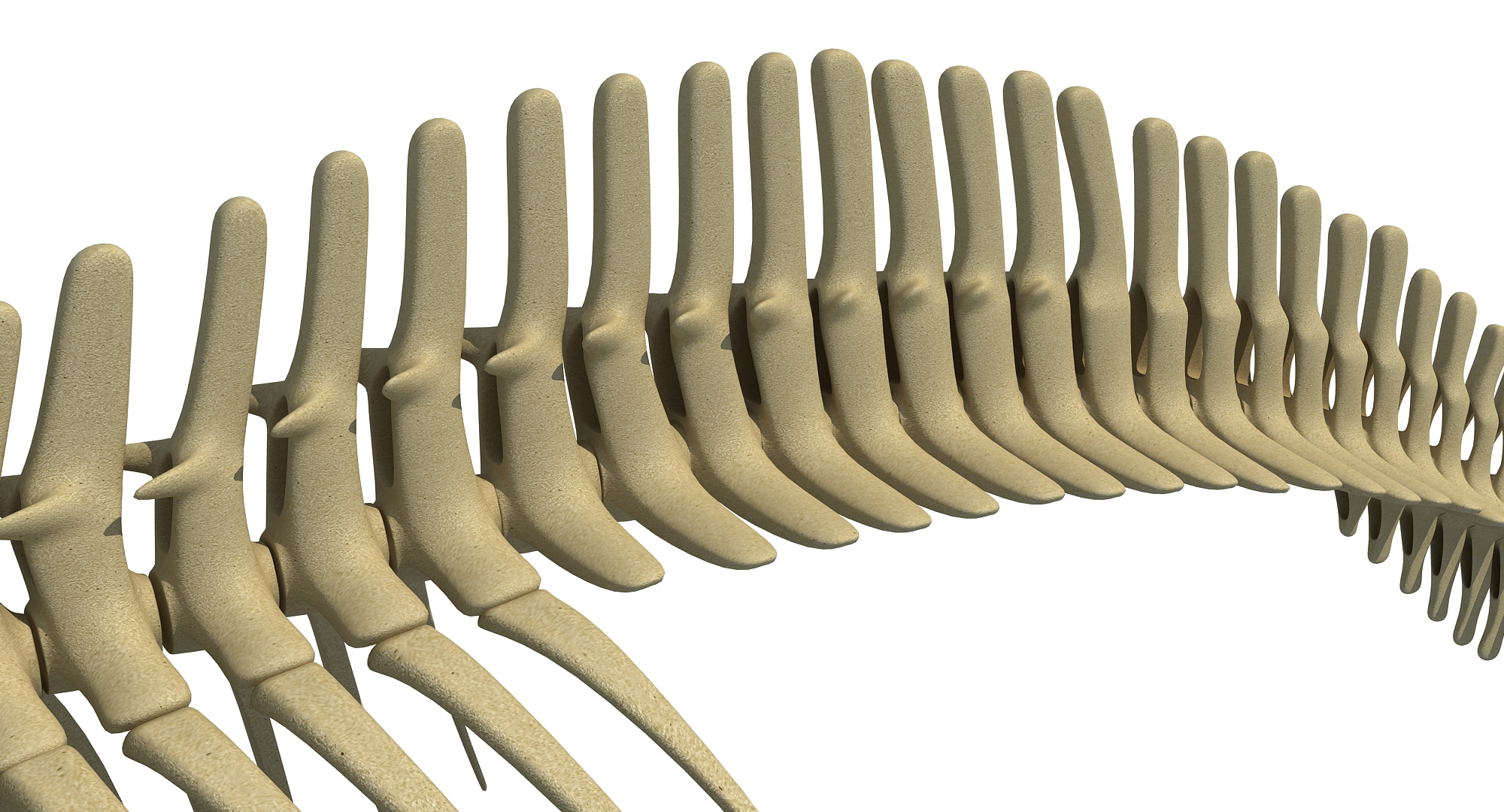 3d model aquatic skeleton shark