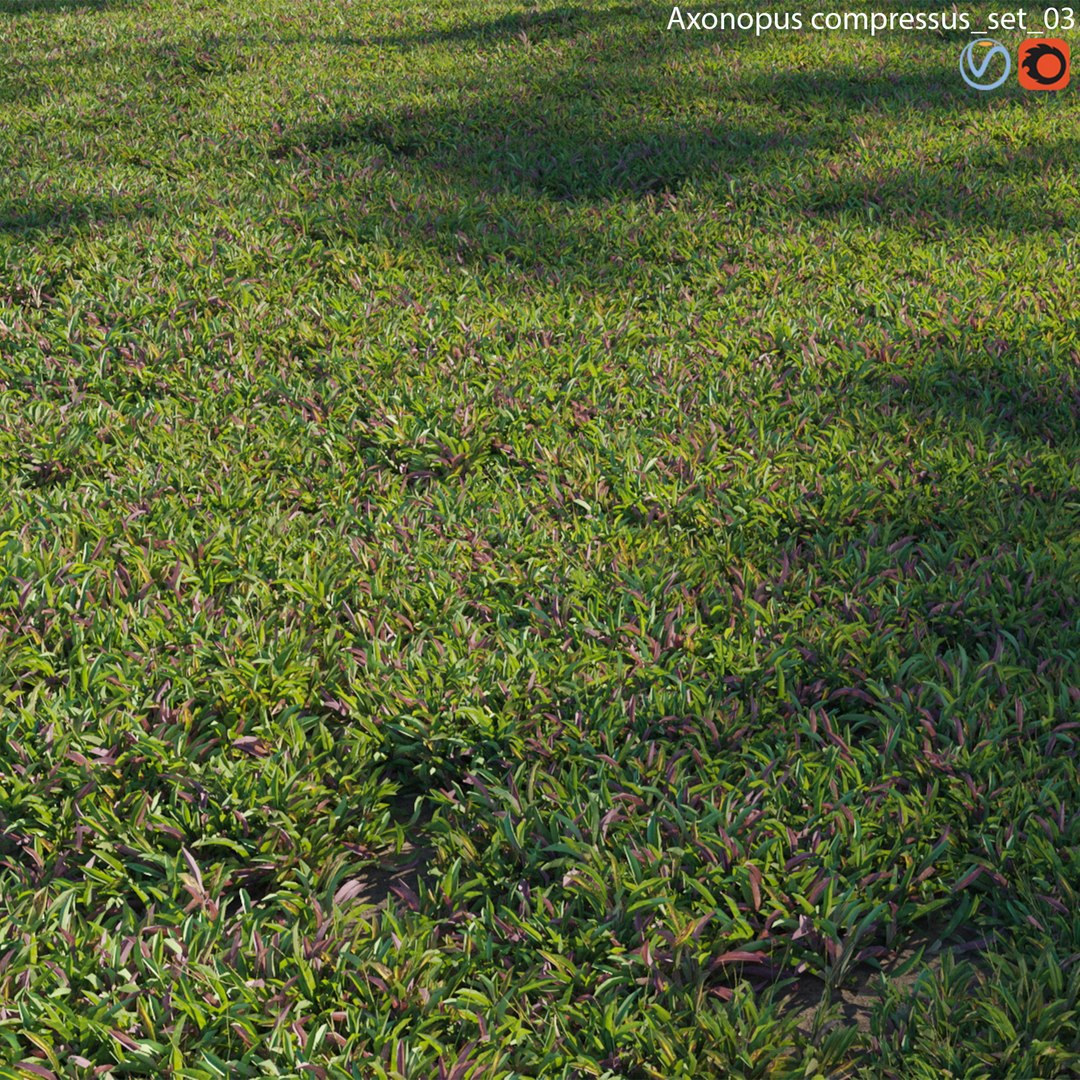 3D Axonopus Compressus 03 - TurboSquid 1874856
