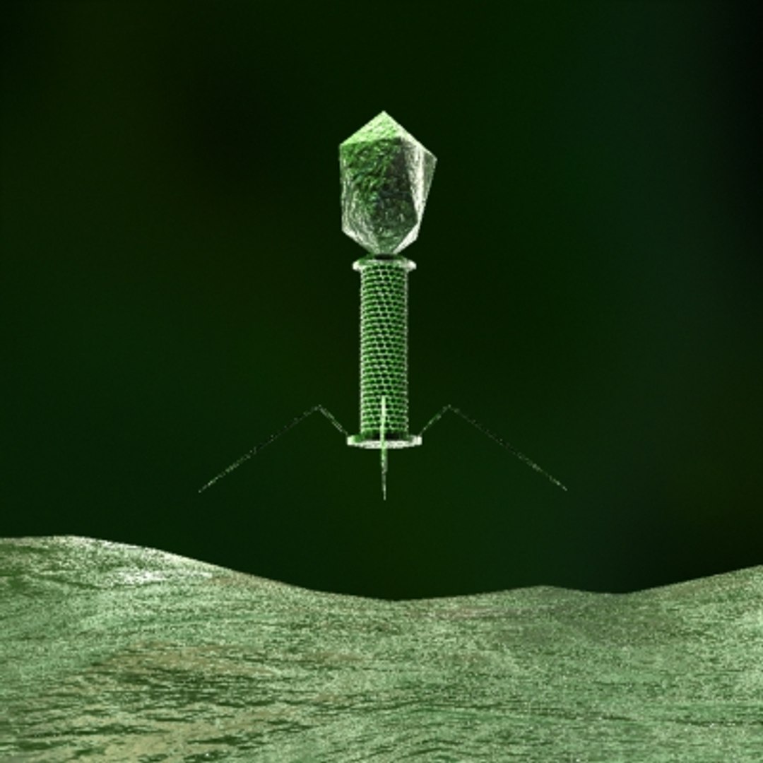 3d Model Bacteriophage Dna