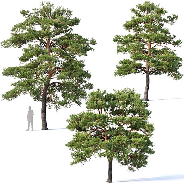Fir trees 3D model - TurboSquid 1376783