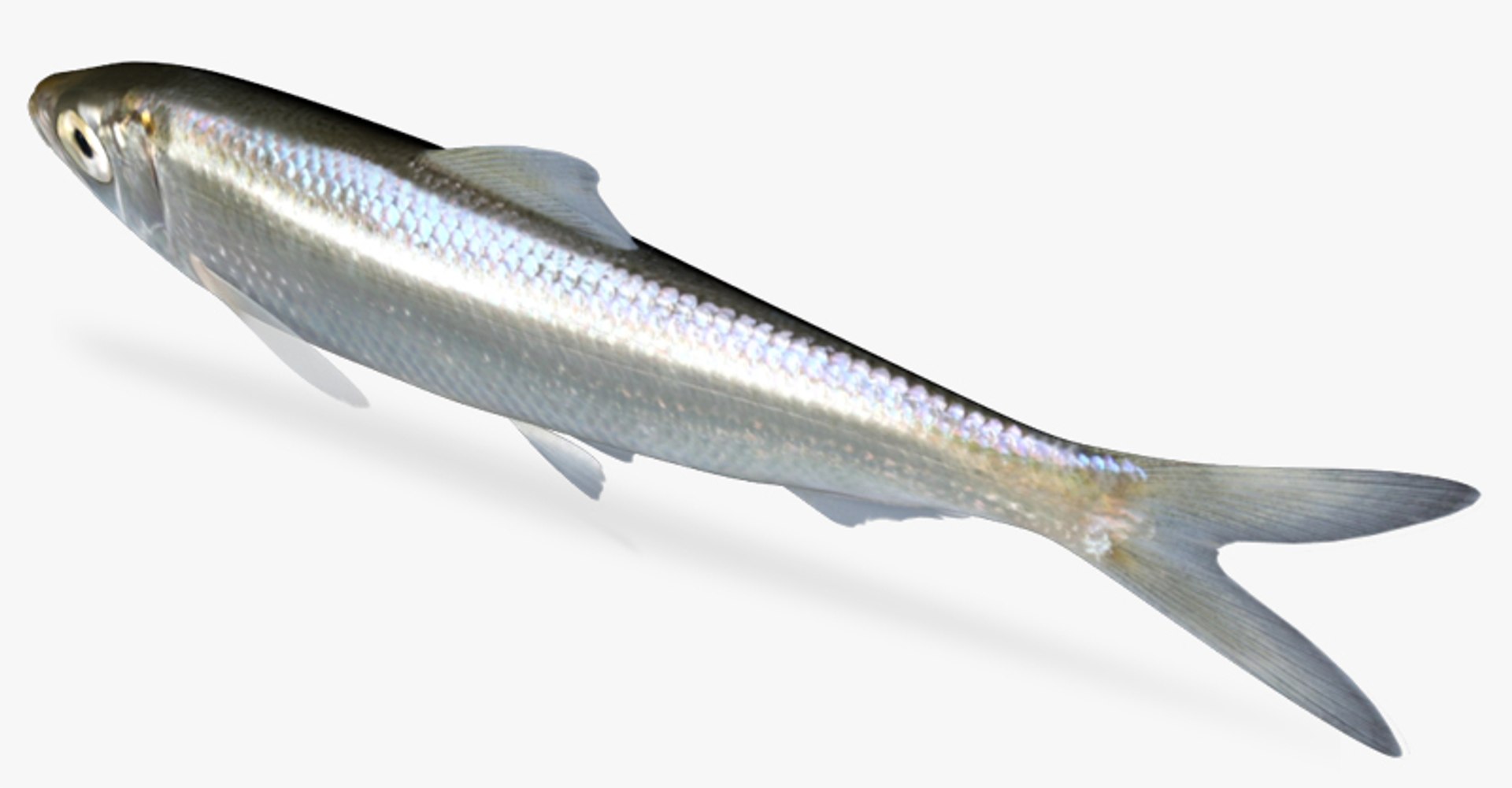 3d Alosa Chrysochloris Skipjack Herring