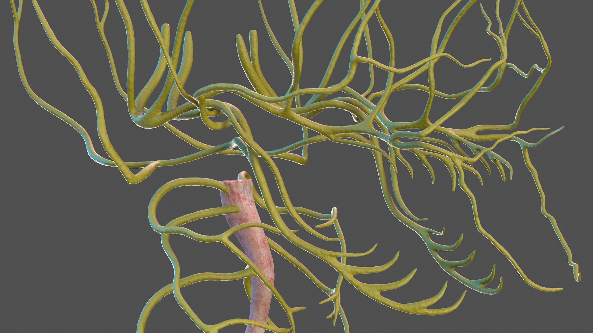 Human Head Nervous Model - TurboSquid 1466614