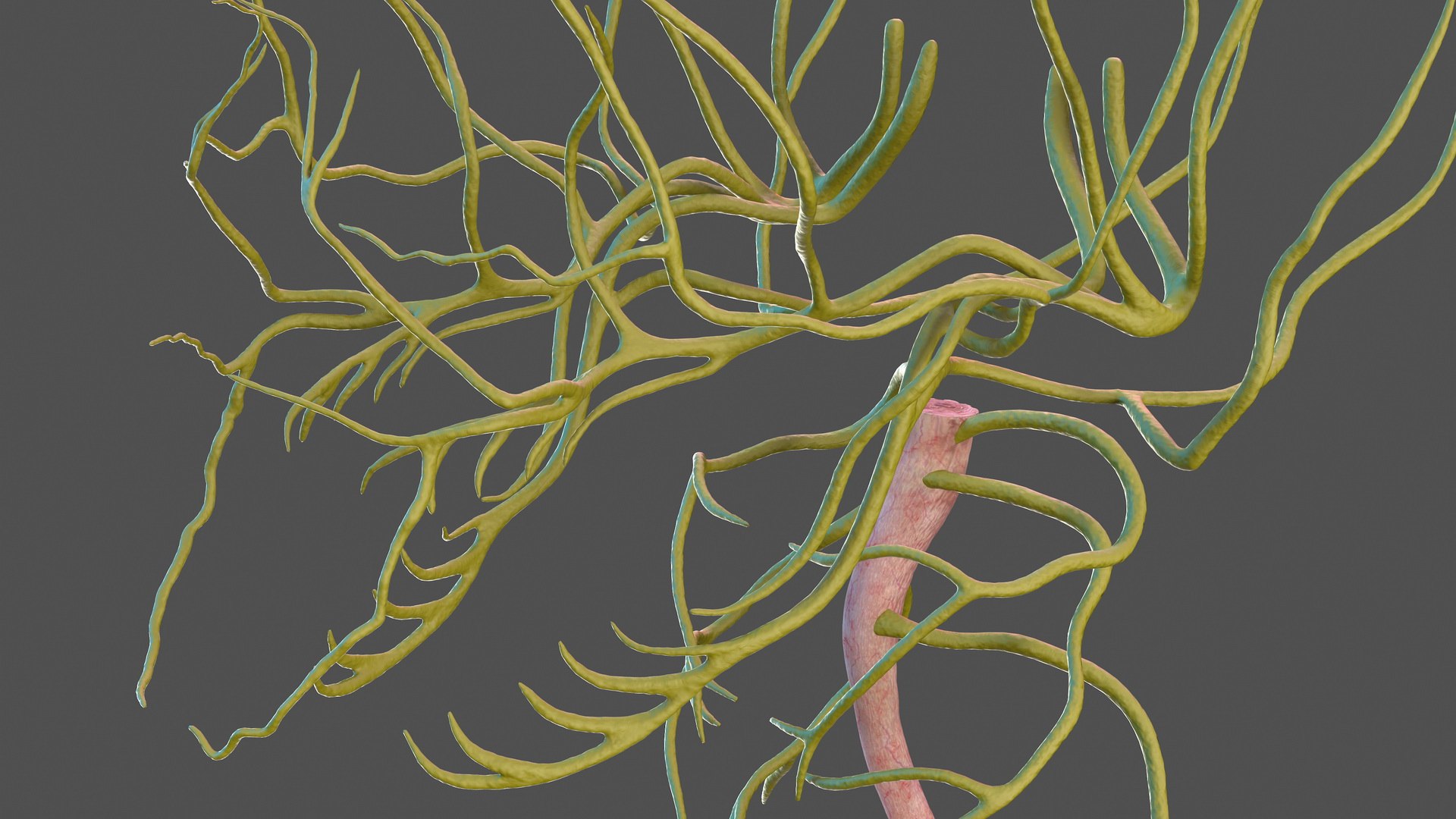 Human Head Nervous Model - TurboSquid 1466614